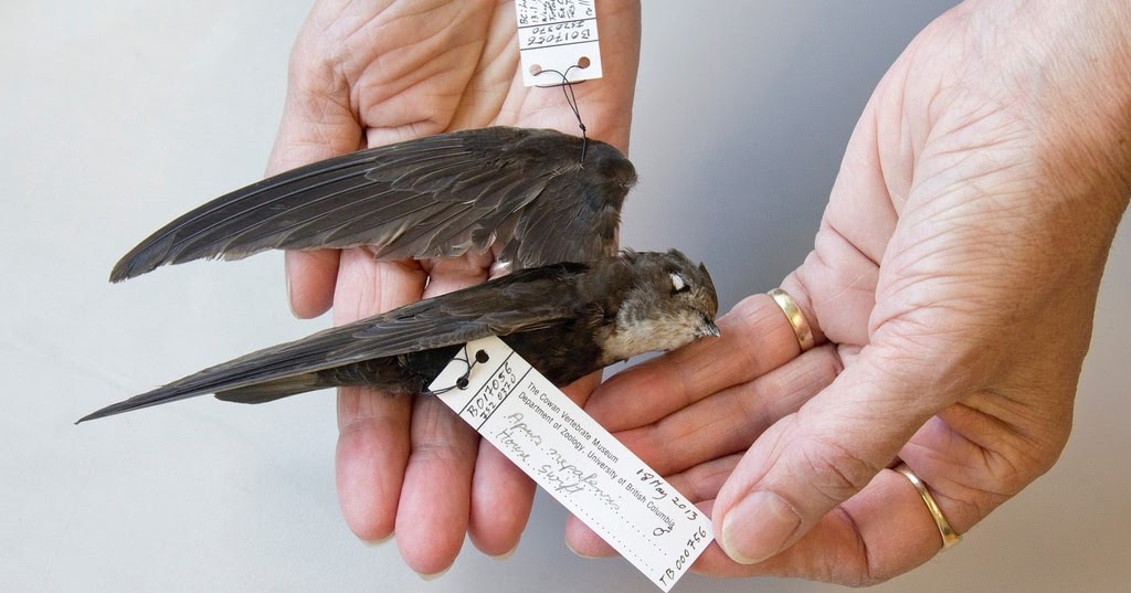 BC Rare Bird Alert: The FIRST record of a HOUSE SWIFT in the Americas ...