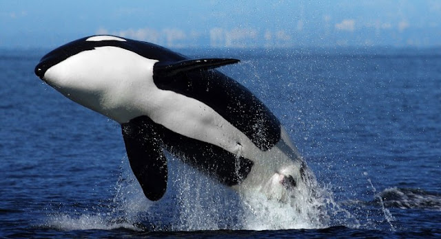 Top 10 Fastest Animals in the World | Fastest land Animals