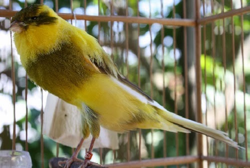 PESONA KEINDAHAN KENARI YORKSHIRE