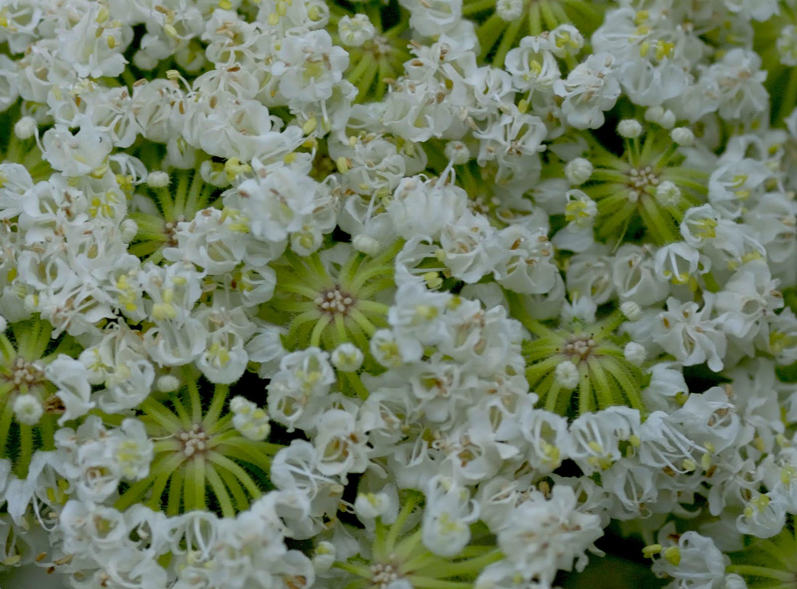 wild new england: Apiaceae, the Carrot Family aka Umbelliferae, the ...