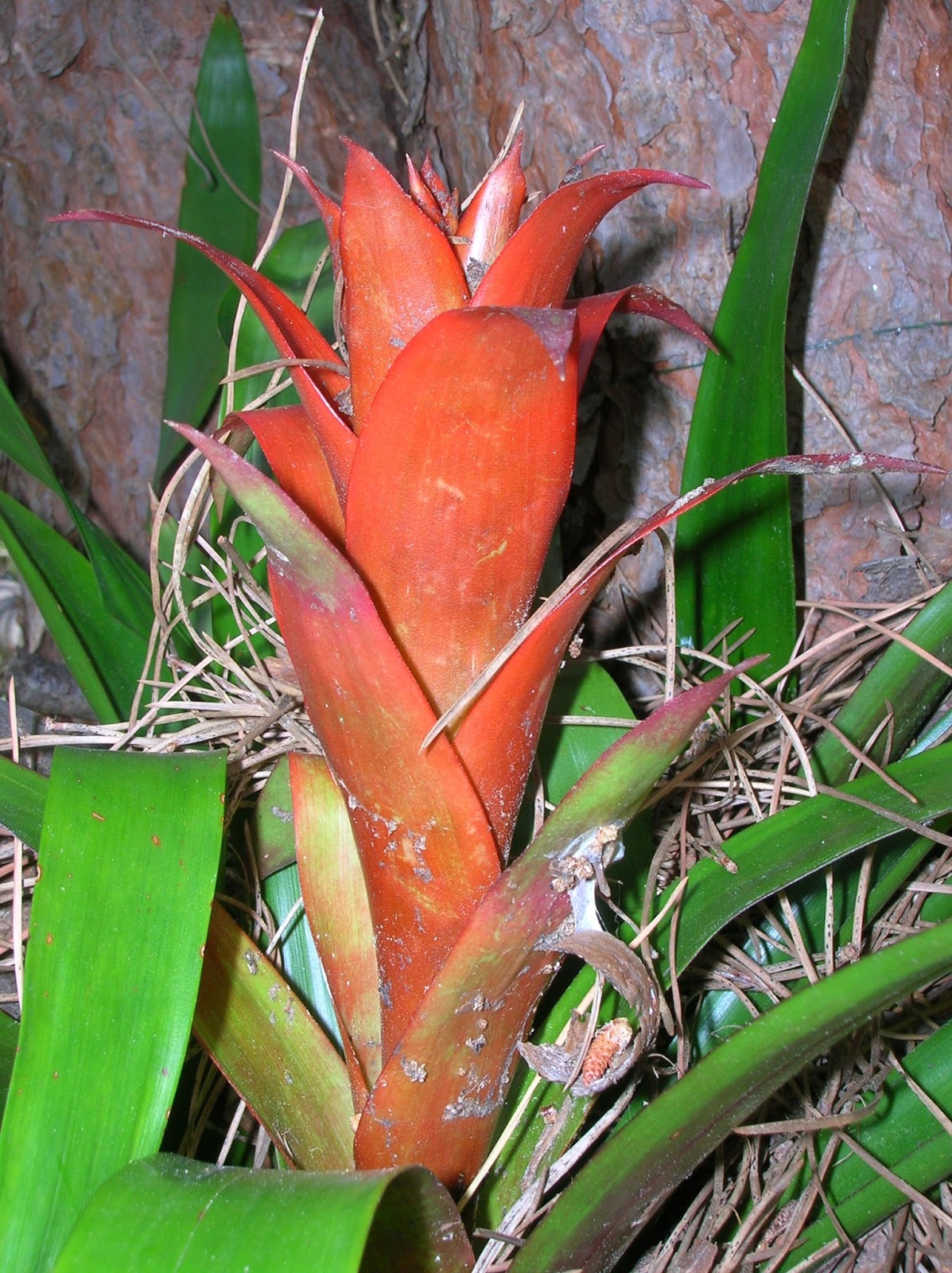 Recregarden: GUZMANIA LINGULATA