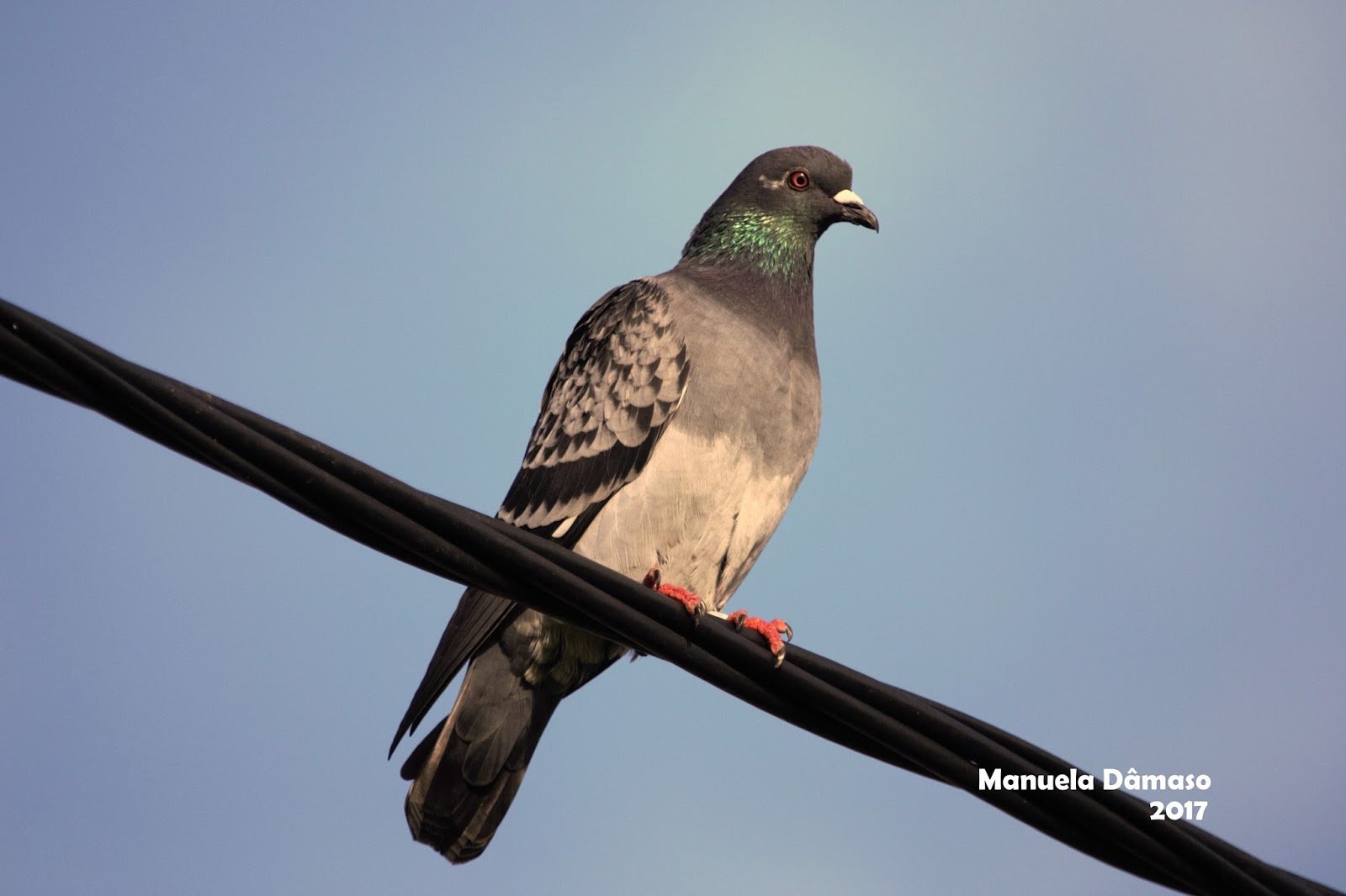 Voando na Natureza: Pombo doméstico