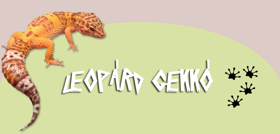 Leopárd gekkó blog: A leopárd gekkó terráriuma