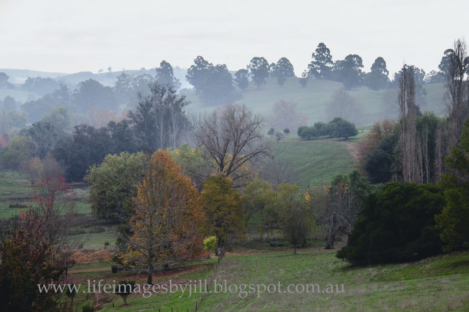 Life Images by Jill: Autumn in Western Australia, Golden Valley Tree ...