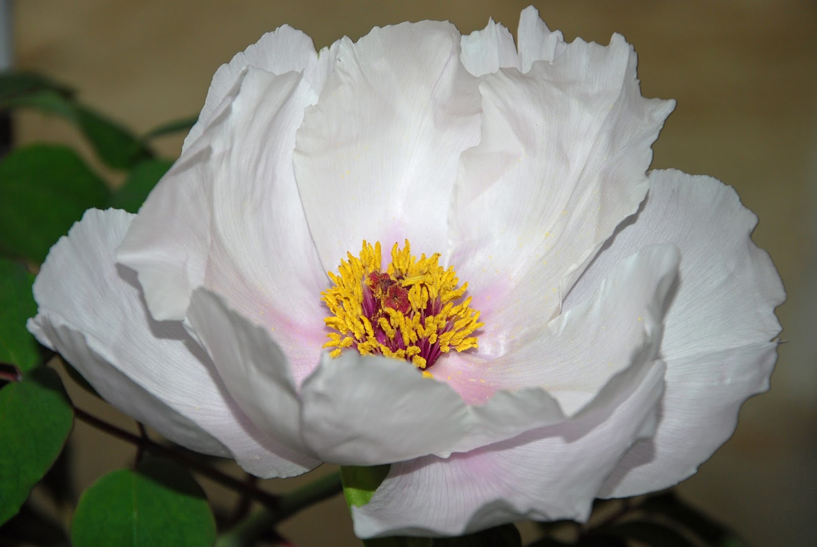 Southern Peony: 2017 Tree Peony Paeonia ostii at Plant Delights Nursery ...