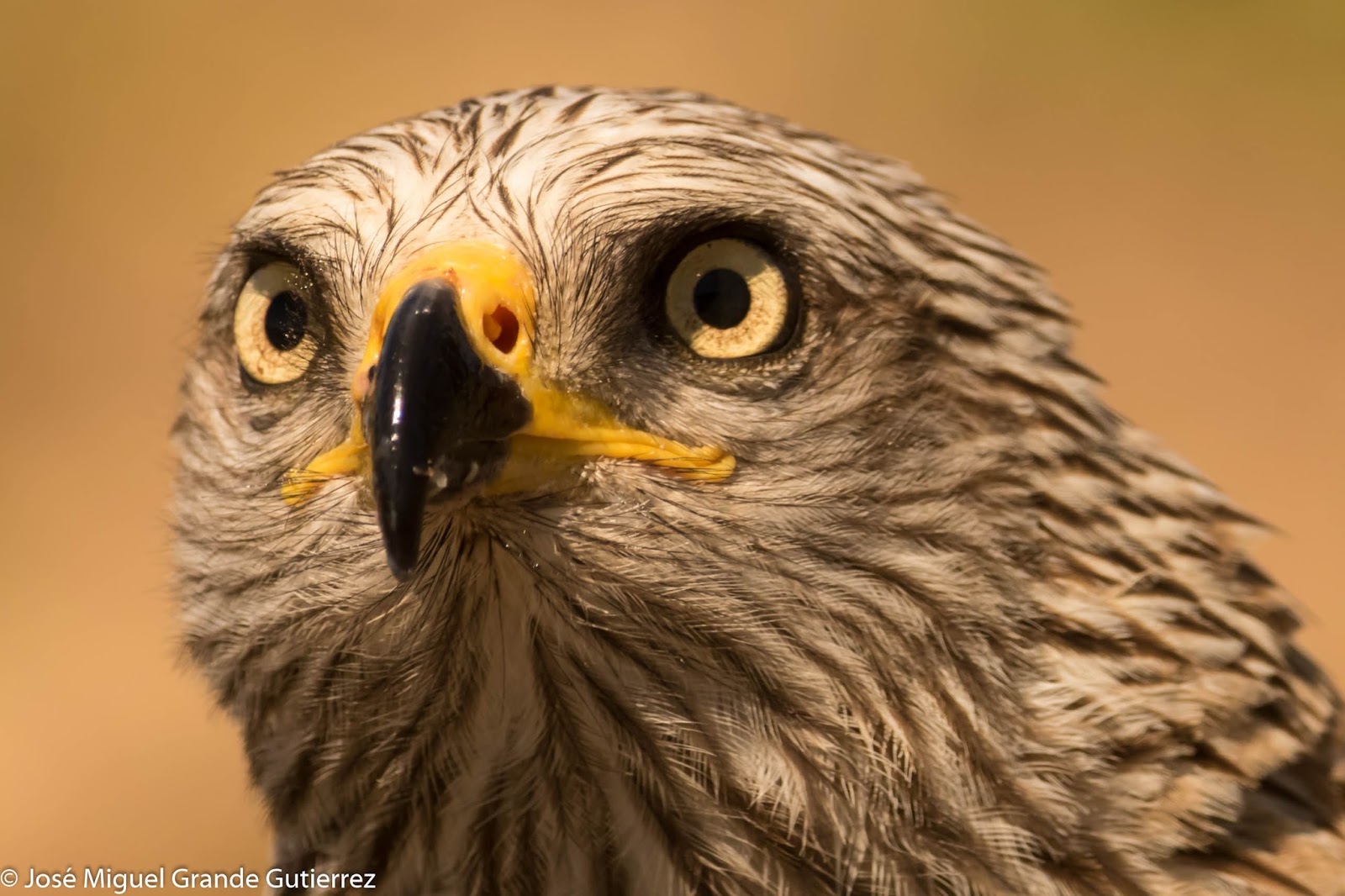 AVES DEL CIELO - BIRDS OF HEAVEN: milano negro (Milvus migrans)-Black kite