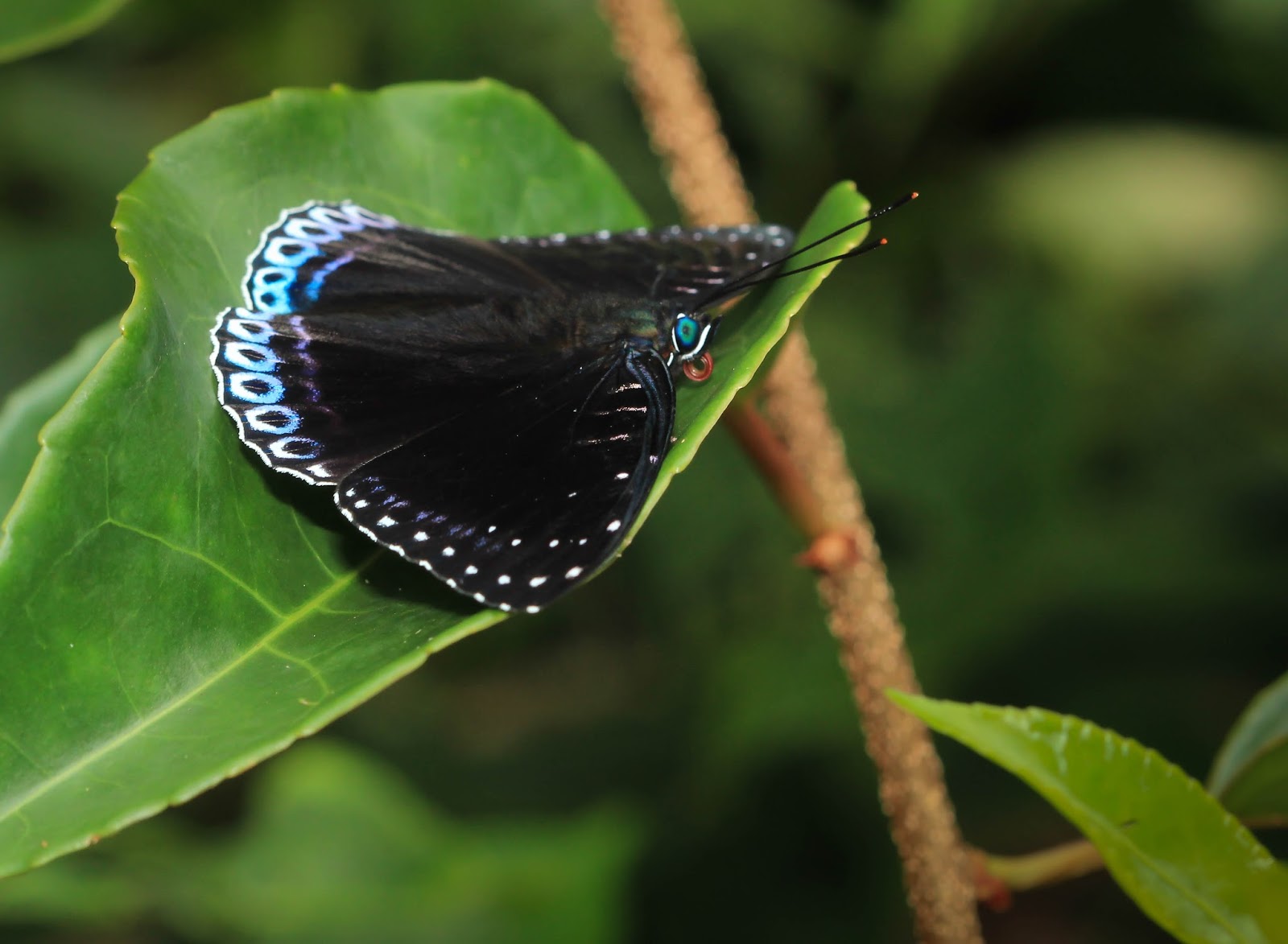 Butterflies of Vietnam: 11. Stibochiona nicea nicea (The Popinjay)