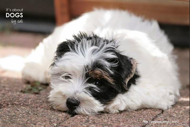 Happy birthday Lotta! - ABOUT DOGS AND CHIRU [Hundeblog]