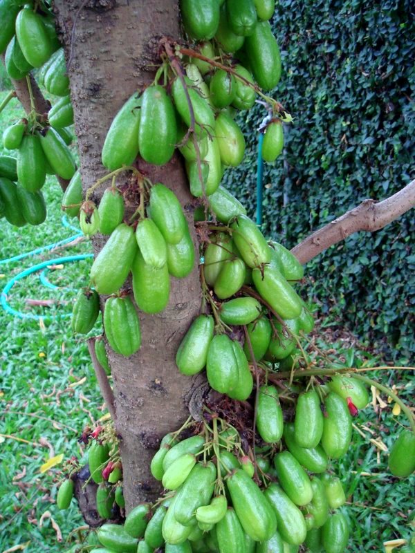 passing time: Belimbing buluh - also known as bilimbi