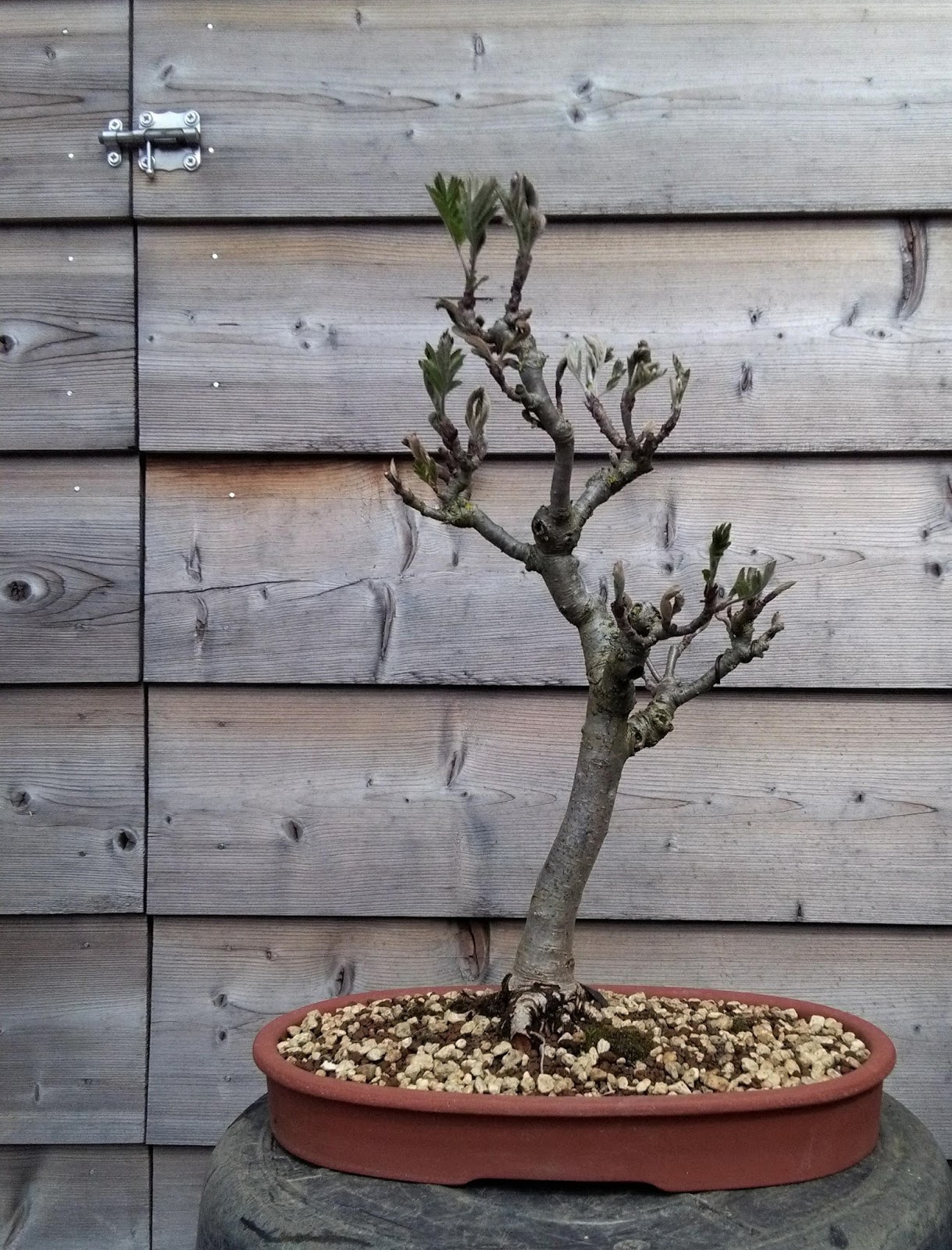 Bonsai en Bogen: Sorbus upcoming leaves