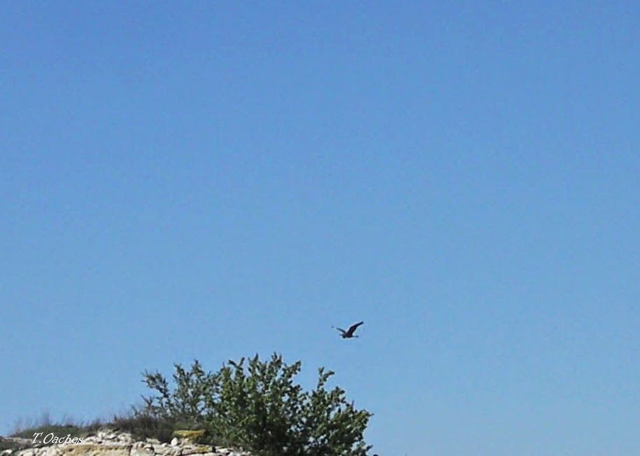 PASARI DIN ROMANIA: STARC ROSU, Ardea purpurea