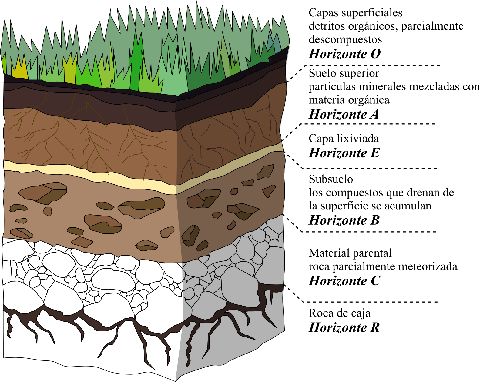 Formación del Suelo