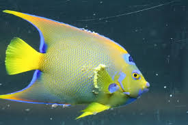 Vibriosis - Diseases of fish ponds