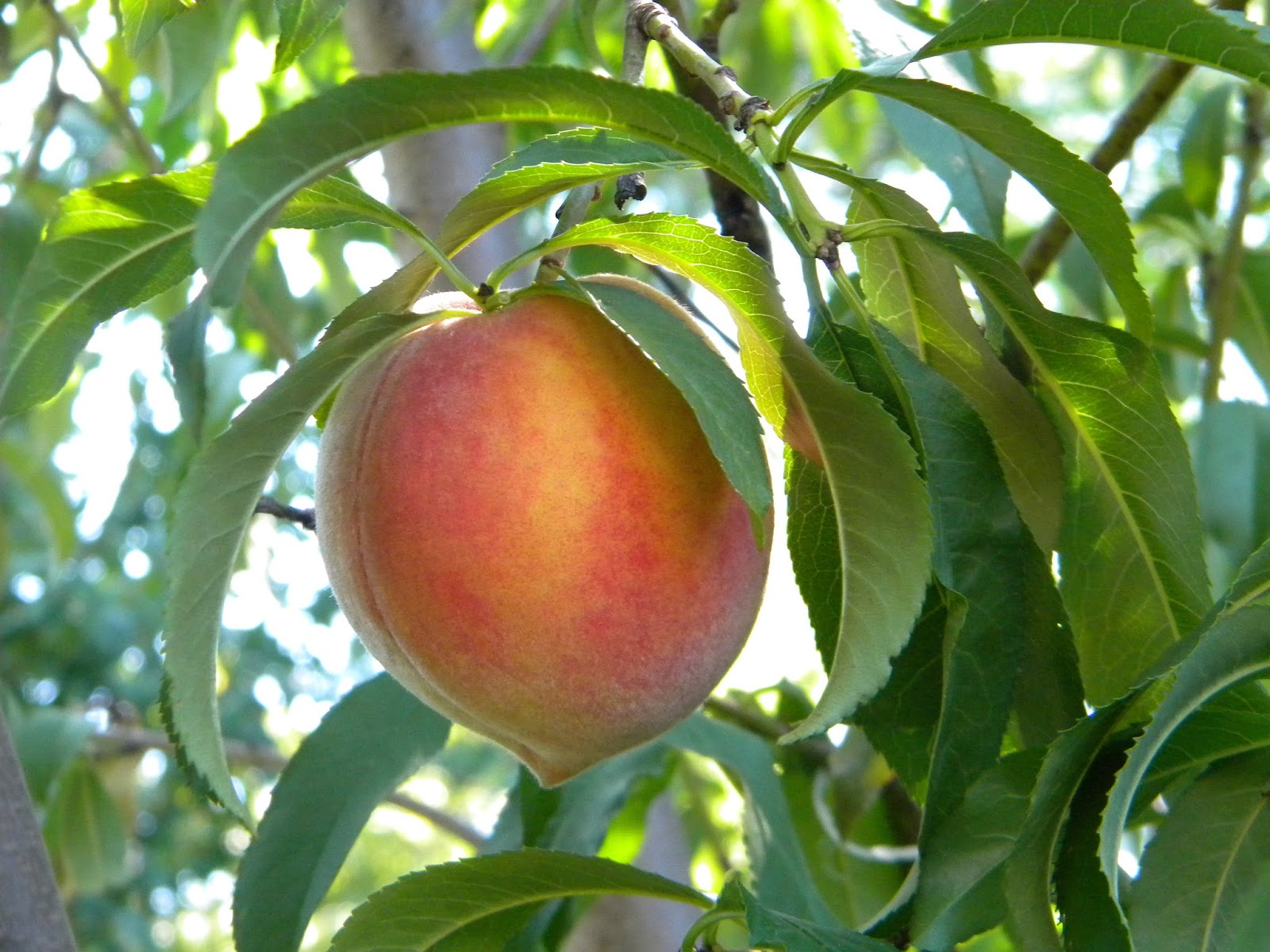 Claudia's Kingdom: Cobbler de Pêssego(Peach Cobbler)