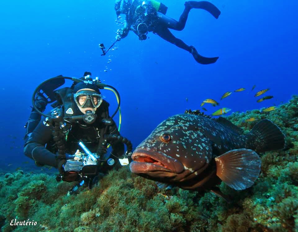 Best Spot Azores PADI 5* Dive Center: Dive Azores Buceo Azores Plongée ...