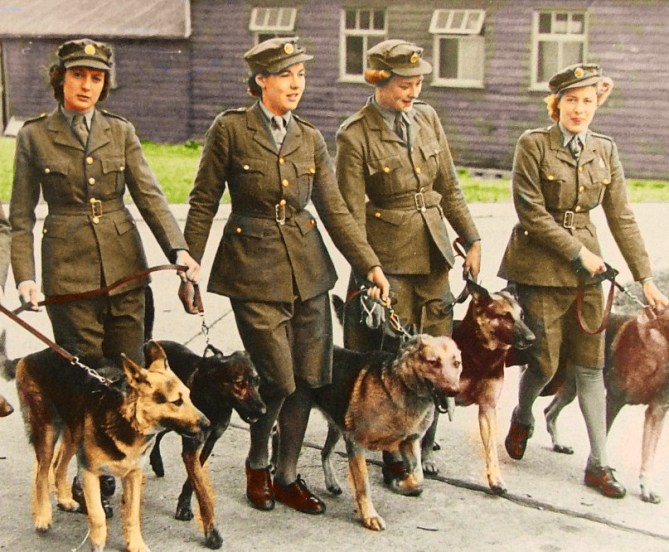 World War II in Pictures: Dogs of World War II