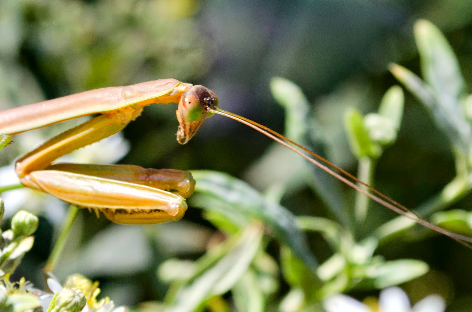 Urban Wildlife Guide: Chinese Mantis