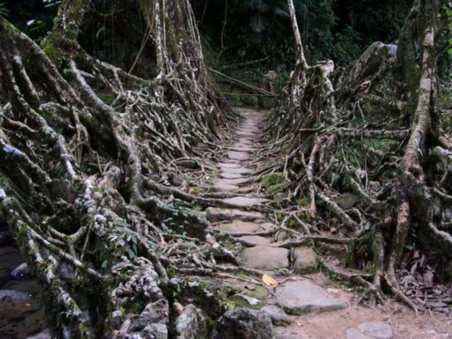 Top World News: Amazing bridge of the trees