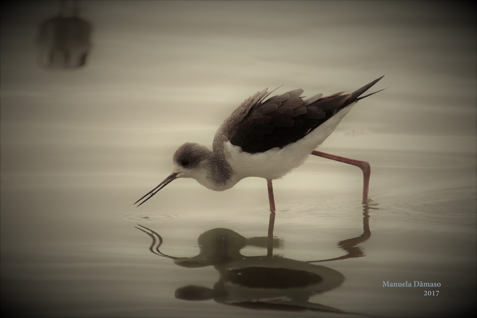 Voando na Natureza: Pernilongo