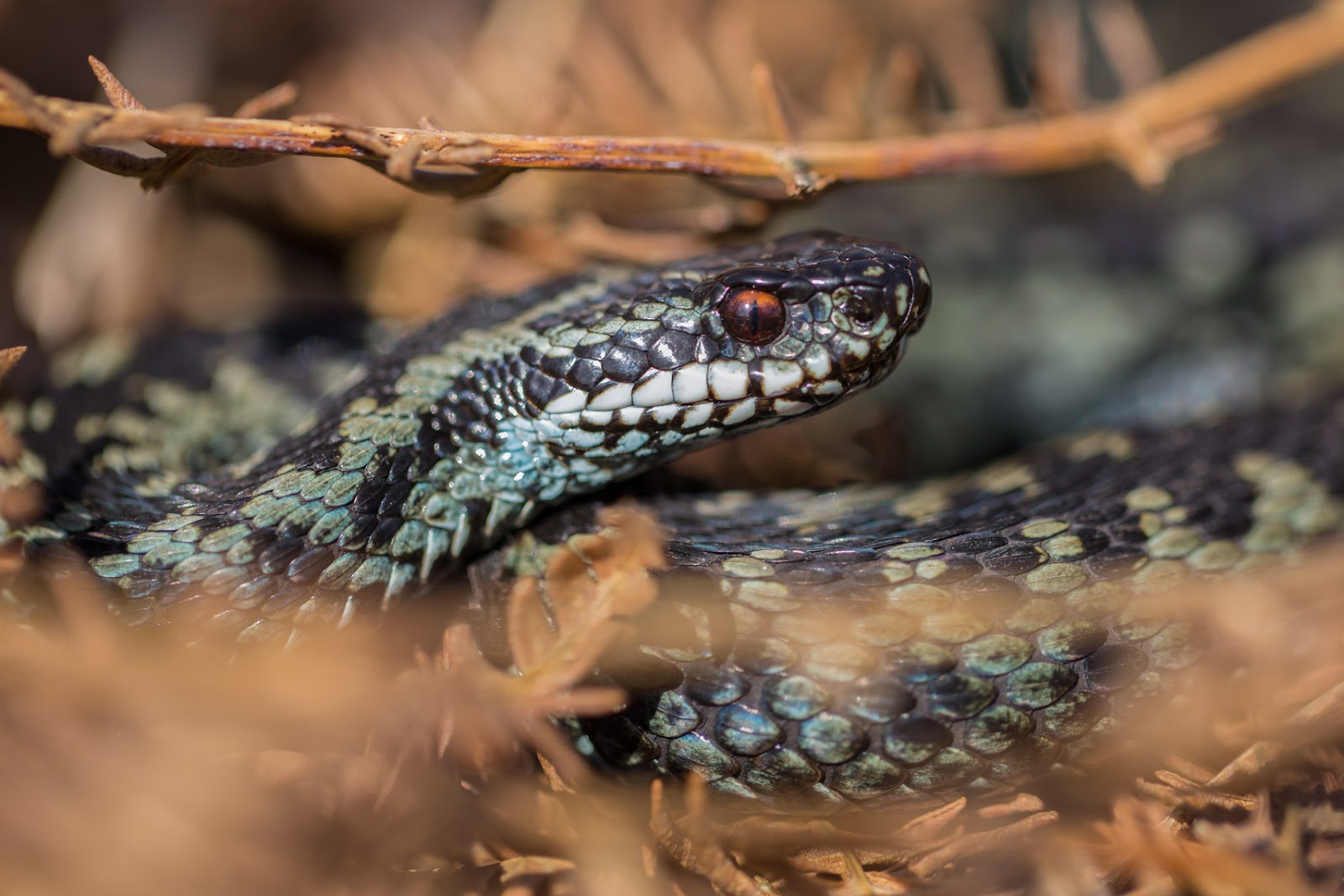 Darley Dale Wildlife: Adders enjoying the sunshine on Big Moor
