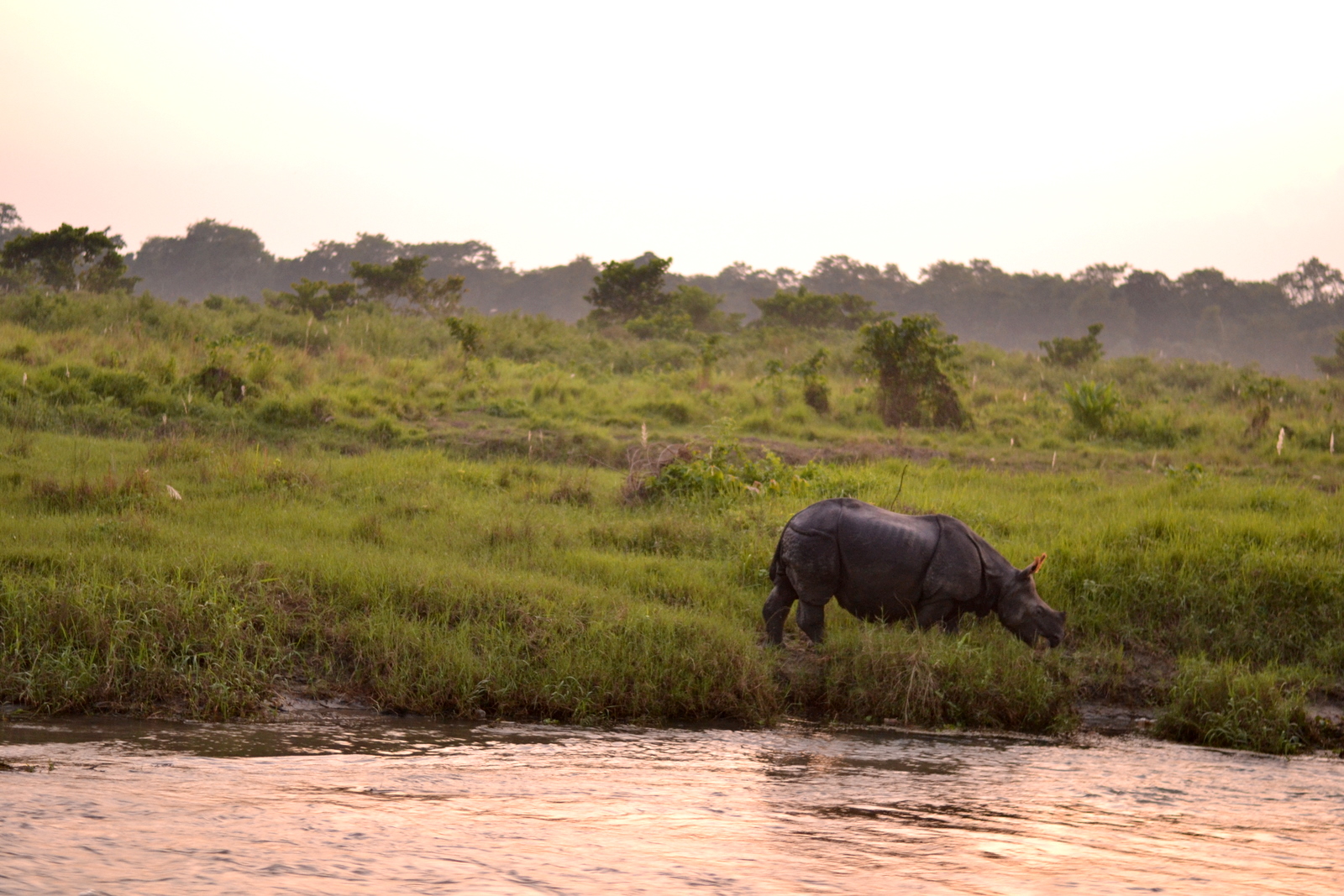 les yeux débridés: Y'avait des cro-co-diles...