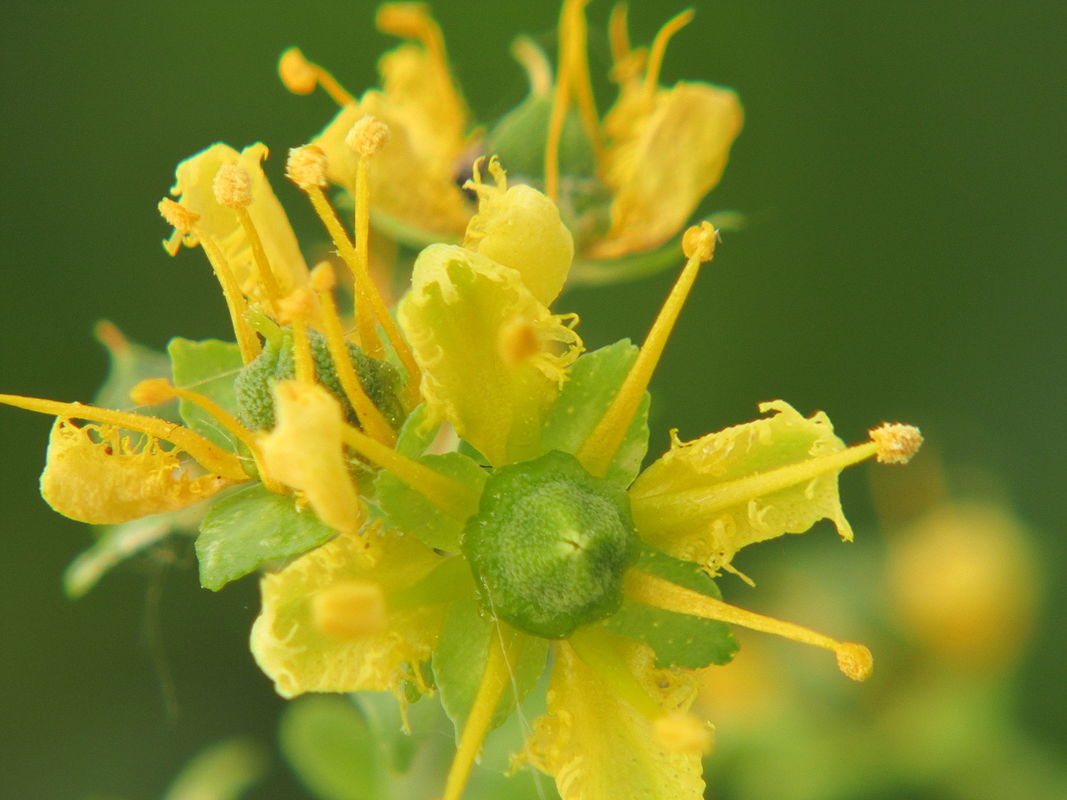Ruta graveolens «ruda» - Id Plantae