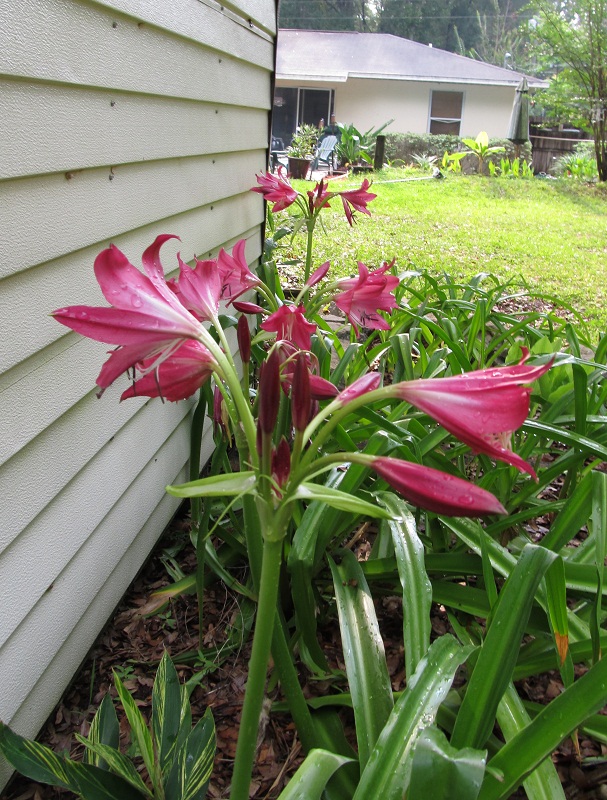Wicked Gardener: Crinum Lilies