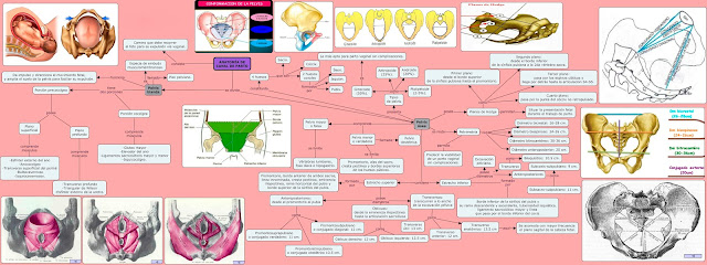AnatomÍa De Canal De Parto