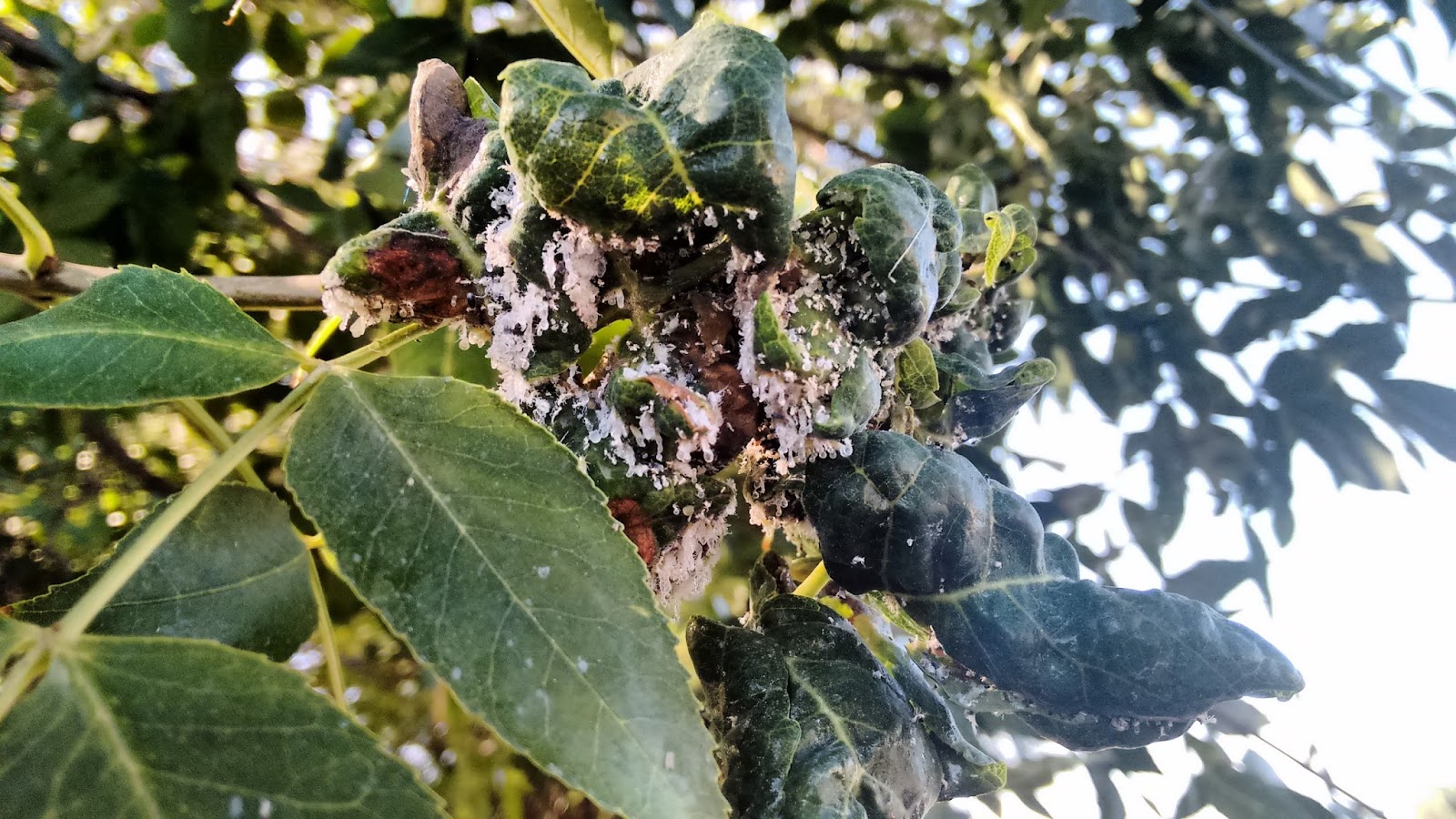 CO-Horts: Ash leaves Curling?