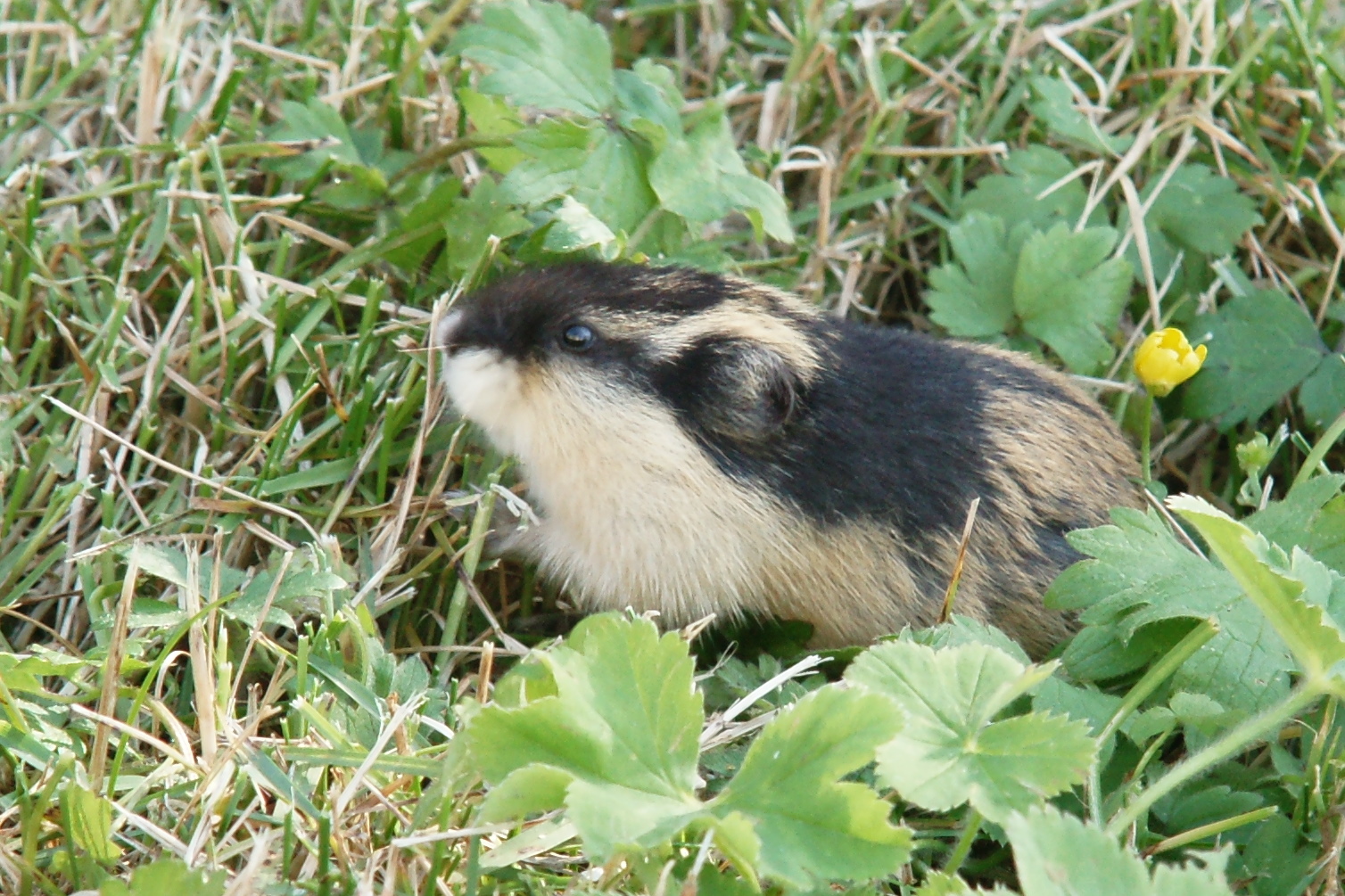 SevetinHarju: Varanginvuonon rannalla