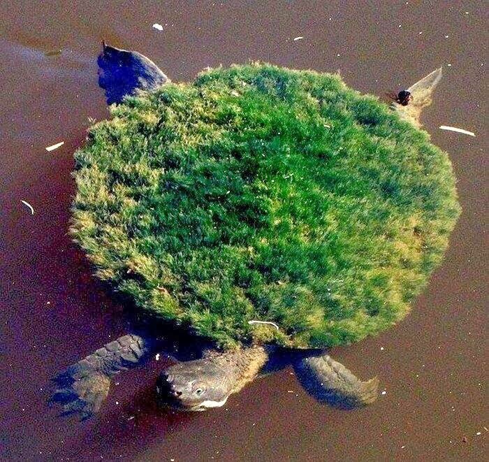 Mary River turtle « Secret World Pictures