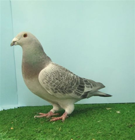 British Show Racer ~ All about Birds