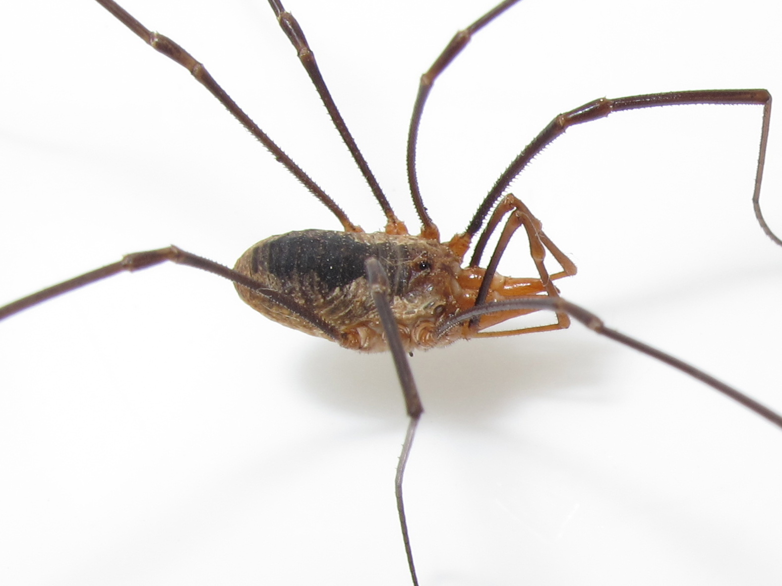 BugBlog: Male harvestman