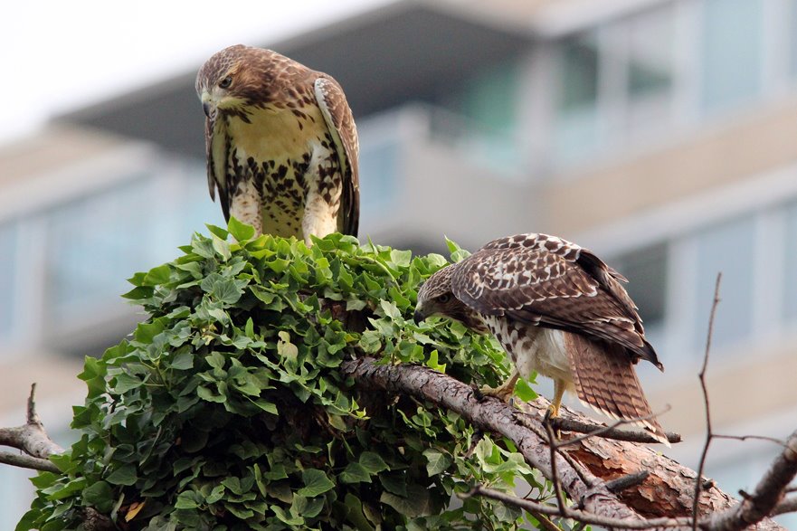 Hawkwatch at the Franklin Institute: Happy hawks!