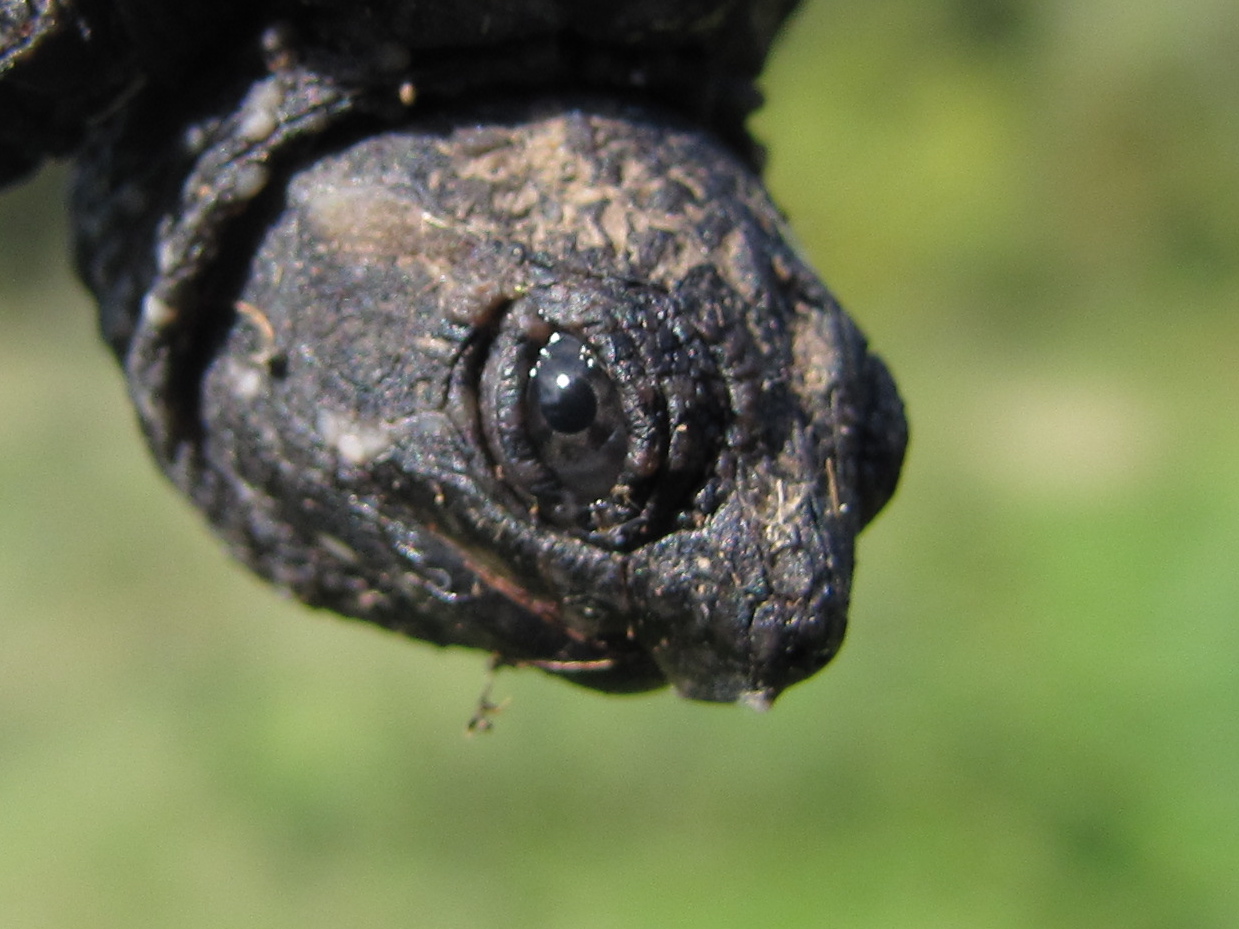 Circling the Smiling Pond: Snapping Turtle (Baby edition)