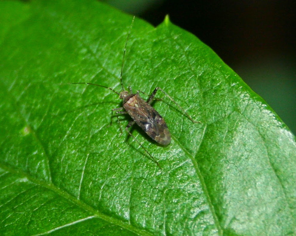 One species a day: Tarnished plant bug