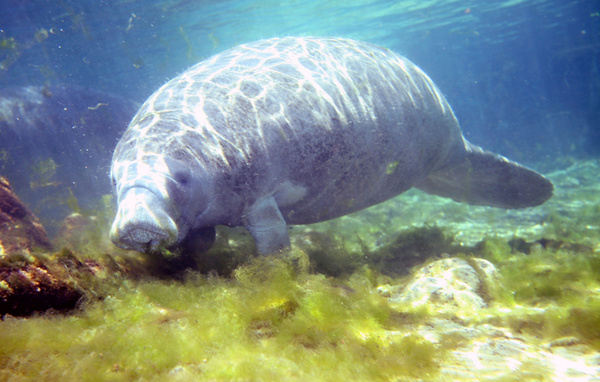 Manaatti kesäkuntoon