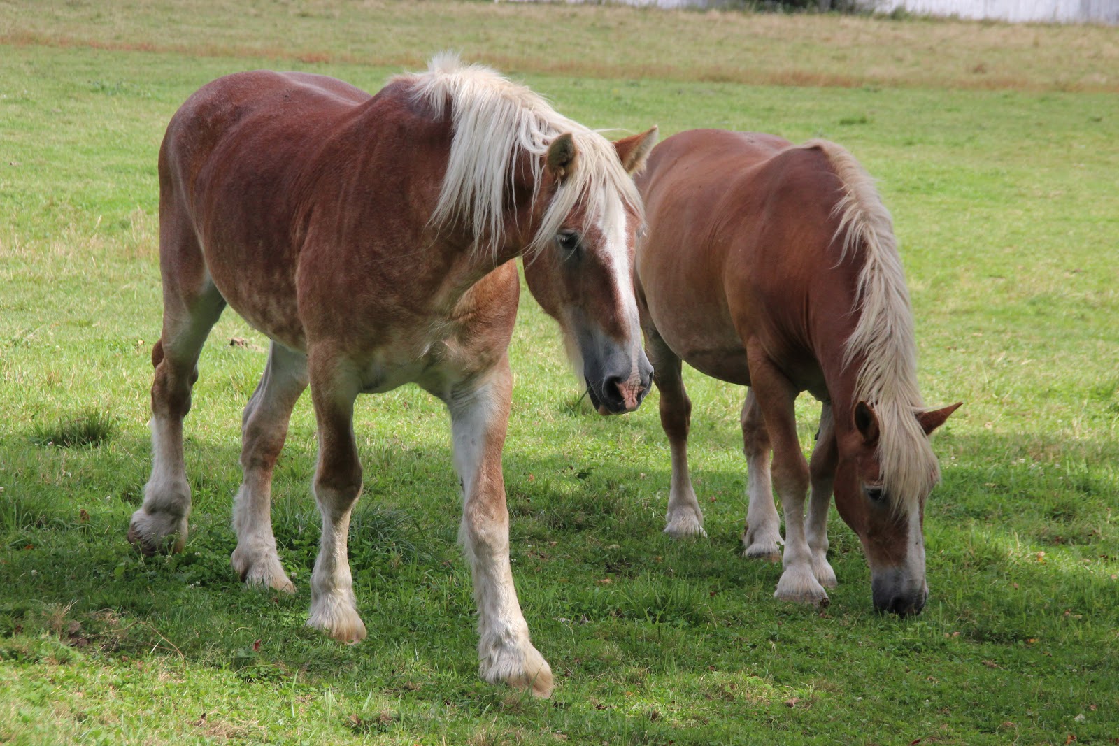 The Mr. Hunter Wall: The Enchanting Belgian Draft Horses