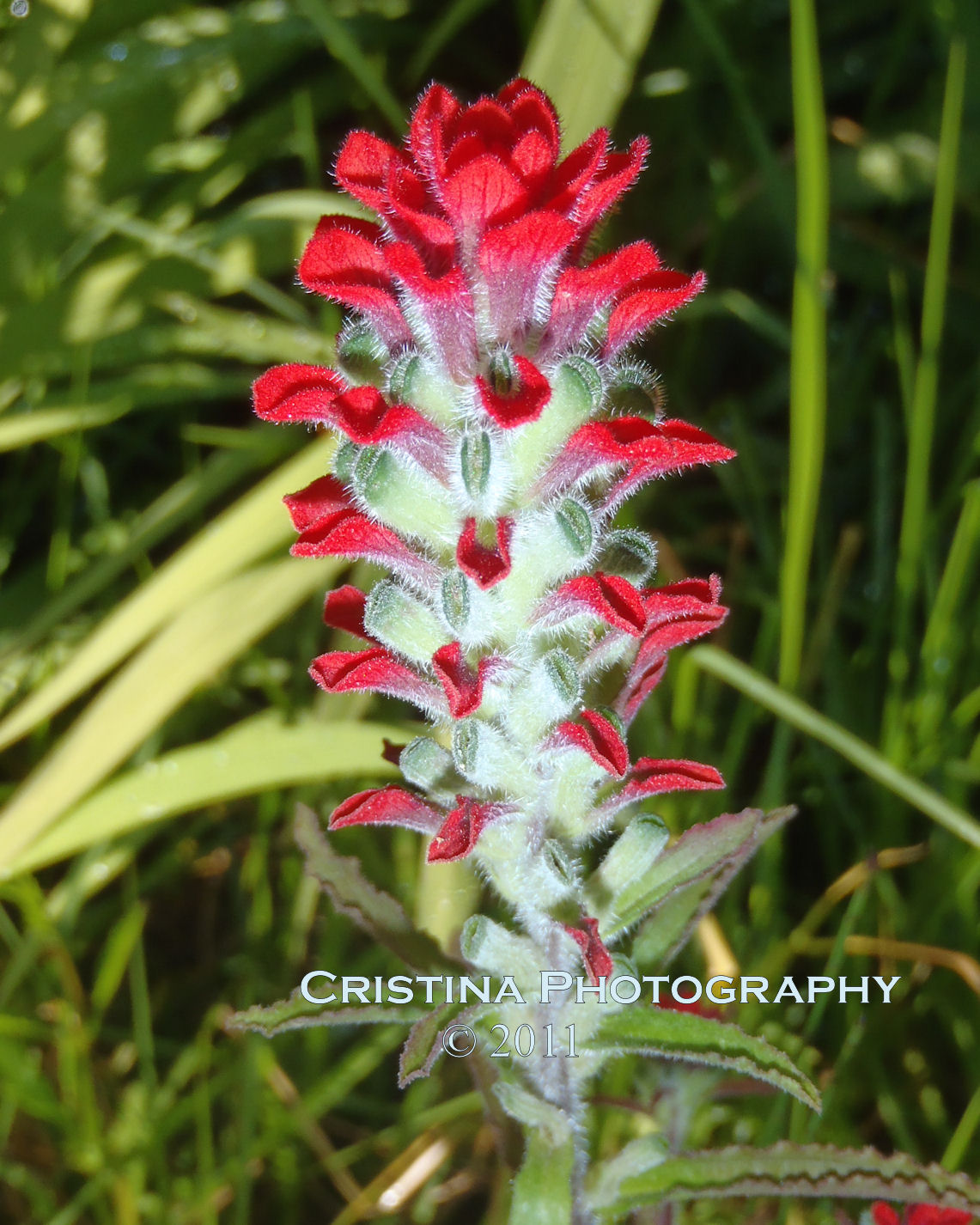 Flowers of Panama: Rare, common and exotic flowers from Central America