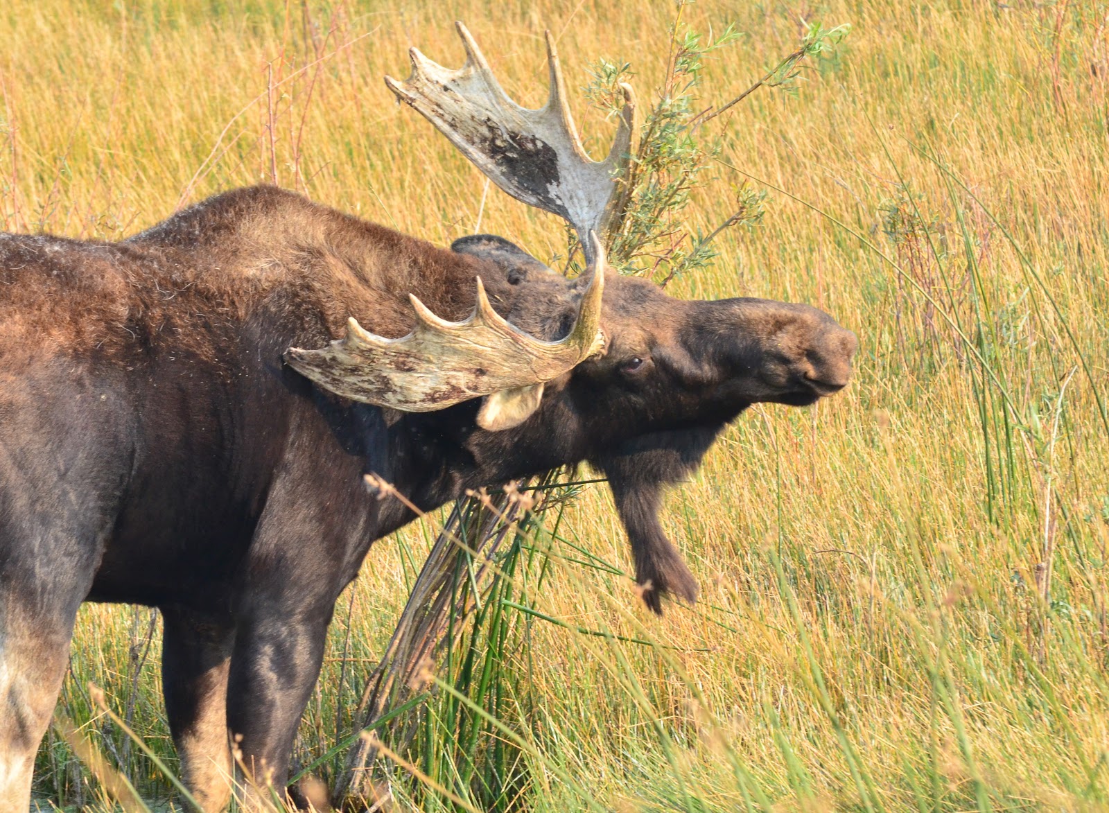 Bill Schiess' Wild in Idaho - Experiences and Essays of Life: Moose on ...