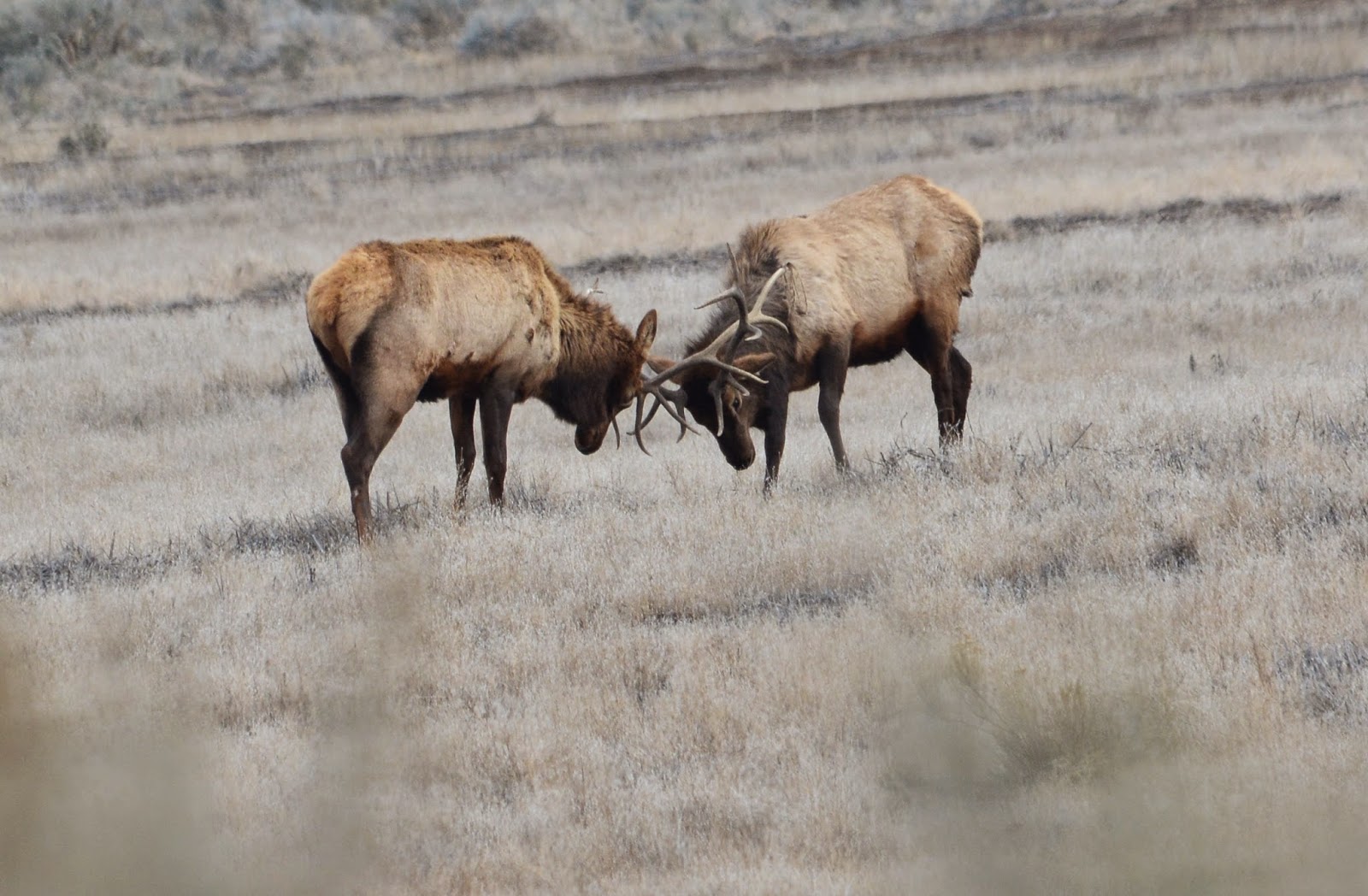 Bill Schiess' Wild in Idaho - Experiences and Essays of Life: Elk Battle
