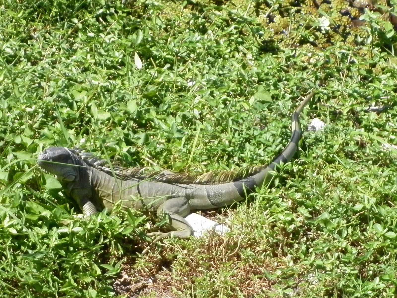 YAX BE´J: Fauna del Lago Peten Itzá-
