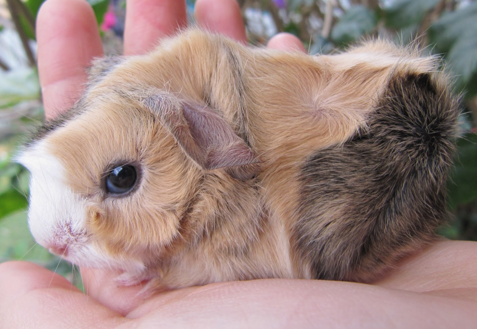 All Things Guinea Pig: The journey towards a new breed