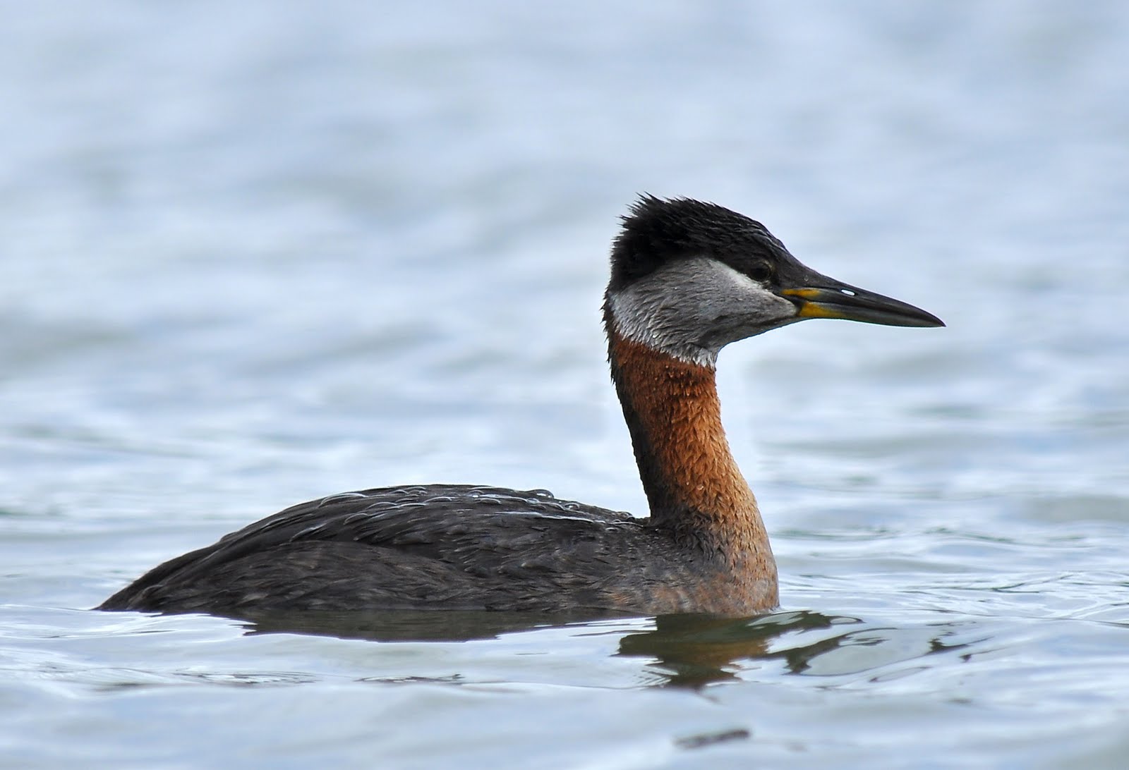 200 Birds: Red-necked Grebe in Utah