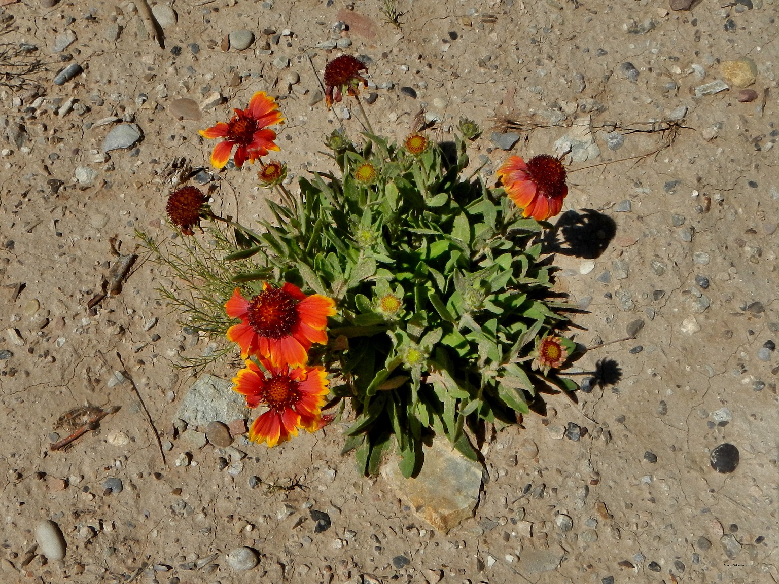 The Southwest Through Wide Brown Eyes: Cleveland-Lloyd Dinosaur Quarry ...