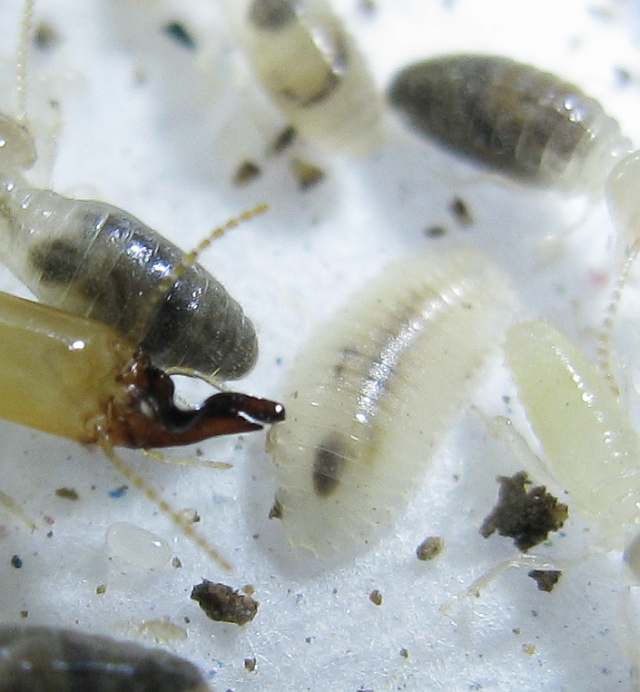 Photos and Info on Ants and Termites of Malaysia: Commensalism ...