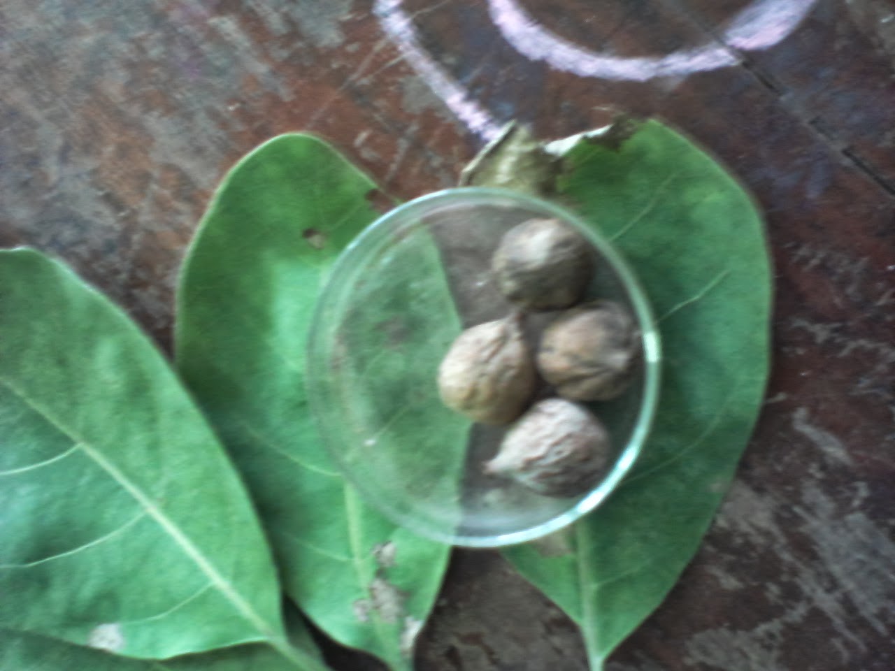 Terminalia belerica - Bulu -බුළු - Herbal Plants of Asia