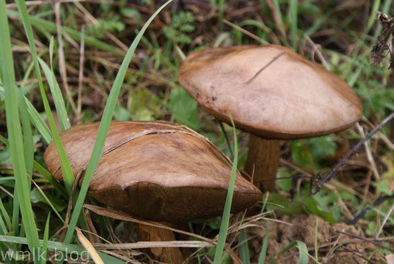W mojej lubelskiej kuchni: Na grzyby