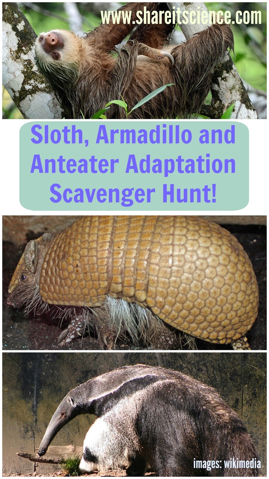 Share it! Science : Sloth, Armadillo and Anteater Adaptation Scavenger Hunt!