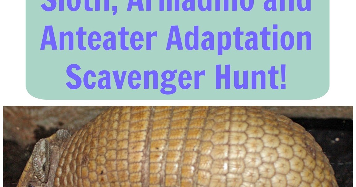 Share it! Science : Sloth, Armadillo and Anteater Adaptation Scavenger ...